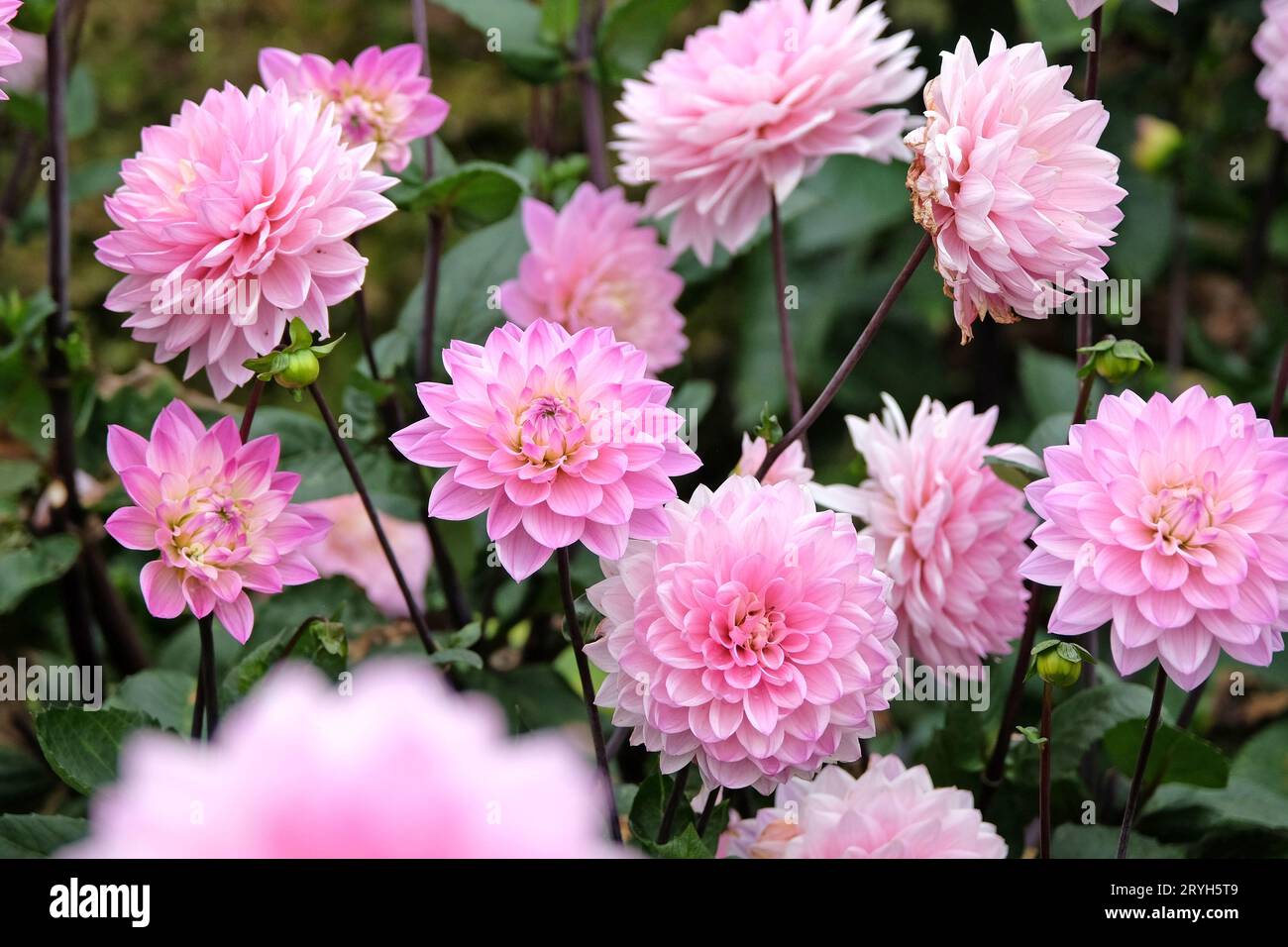 Pale pink decorative Dahlia Melody Harmony in flower Stock Photo - Alamy