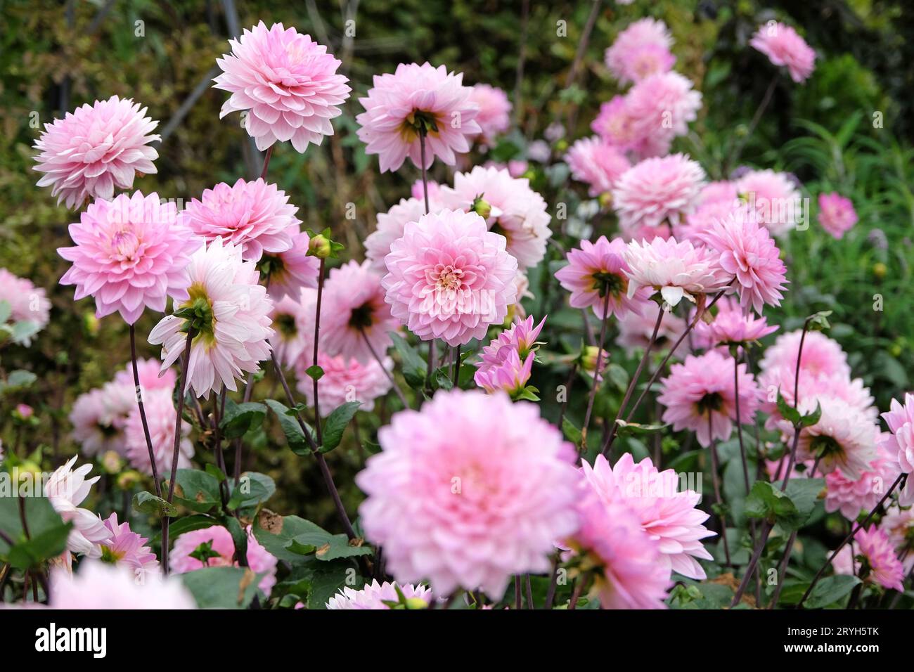 Pale pink decorative Dahlia Melody Harmony in flower Stock Photo - Alamy