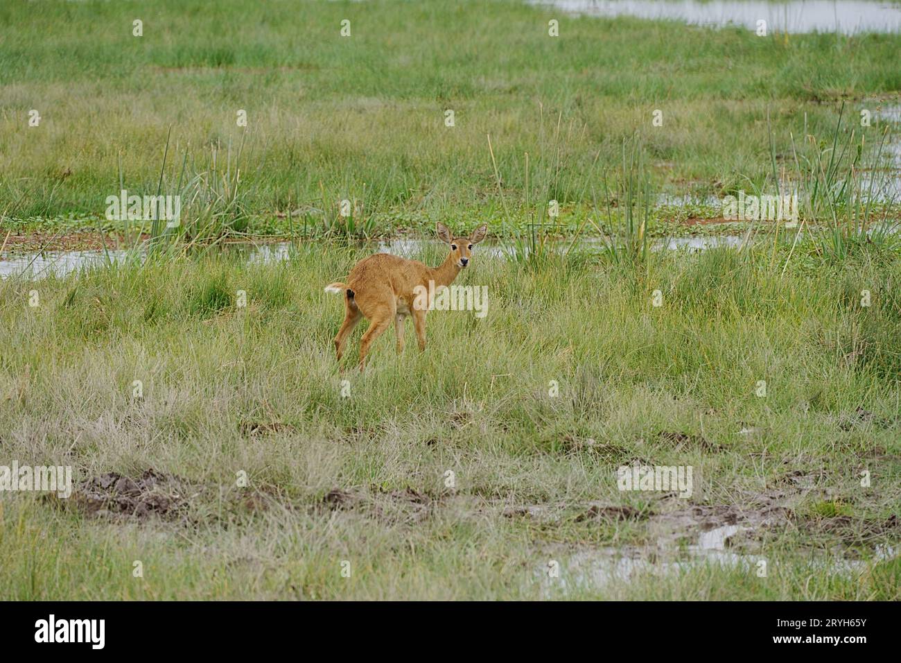 Female Bohor Reedbuck on African savanna at Amboseli National Park in ...