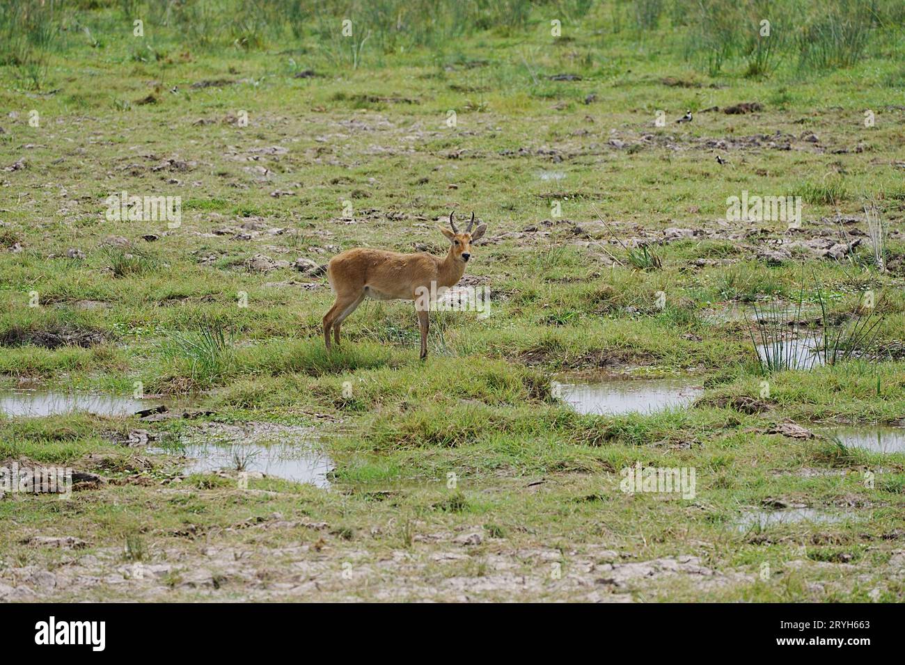 Male Bohor Reedbuck on African savanna at Amboseli National Park in ...