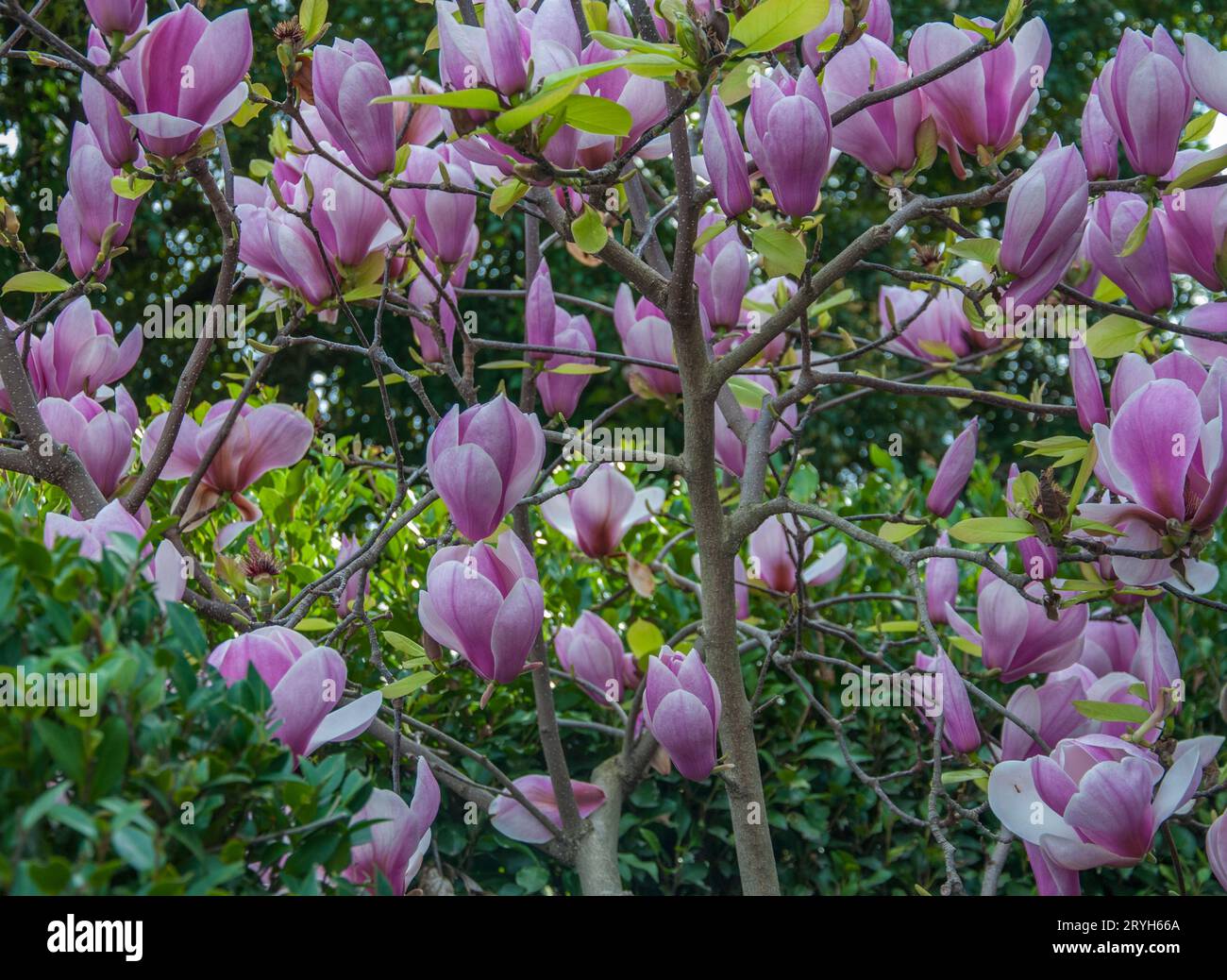 Early-flowering Magnolia soulangeana, Melbourne, Australia Stock Photo ...
