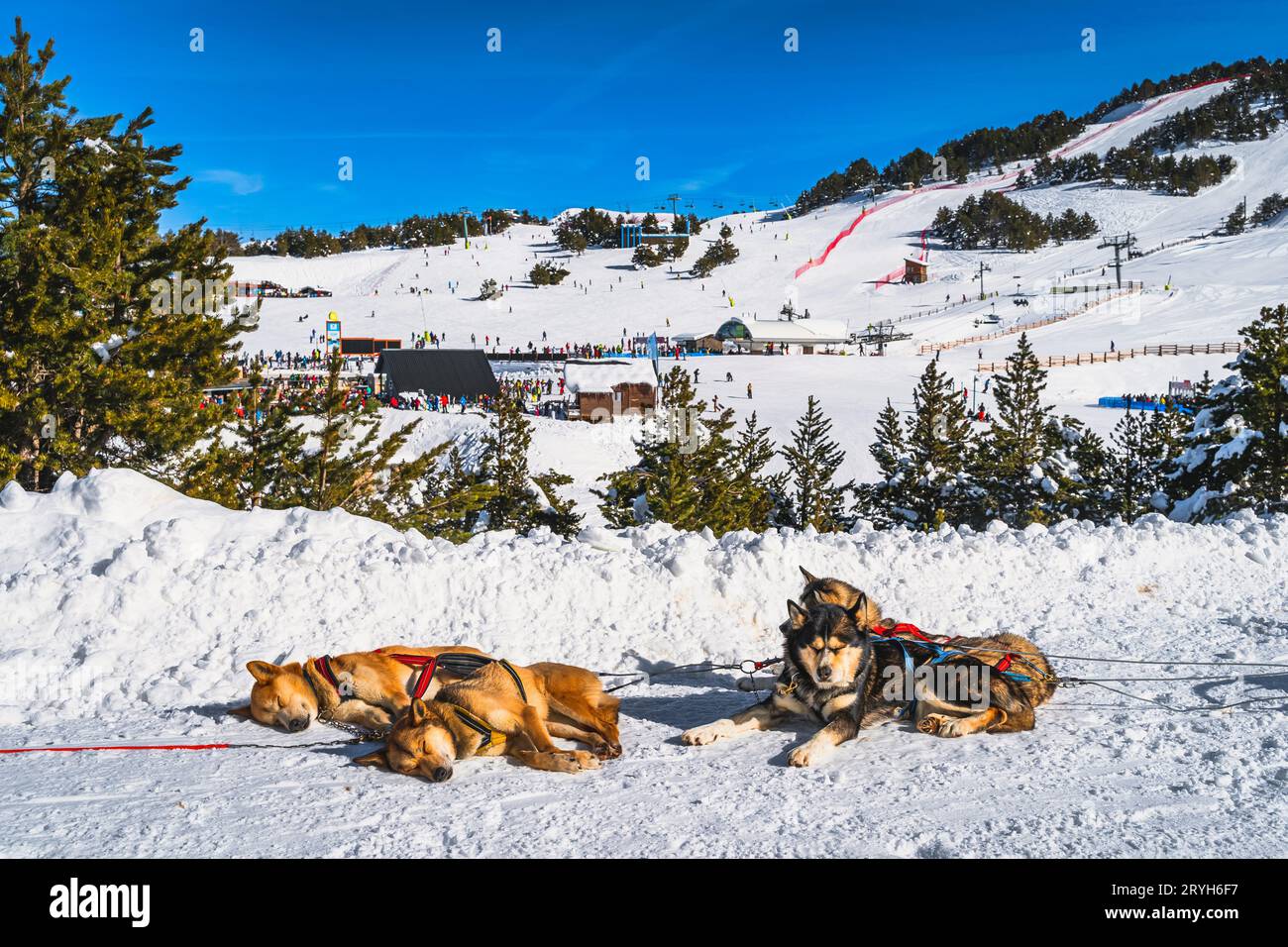 Huskey in a dog sled with ski resort, mountains and forest in ...