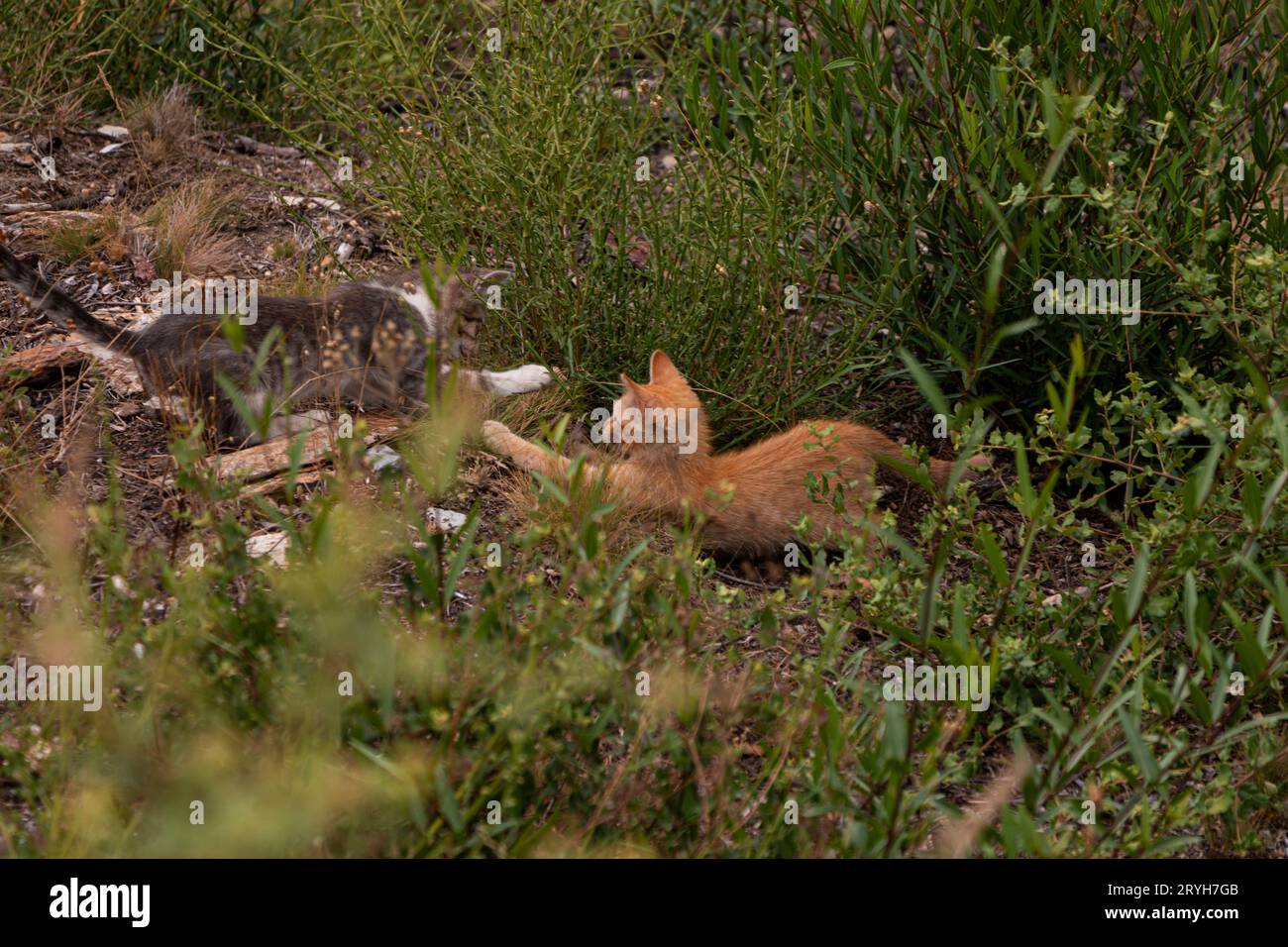 stray cats playing Stock Photo - Alamy