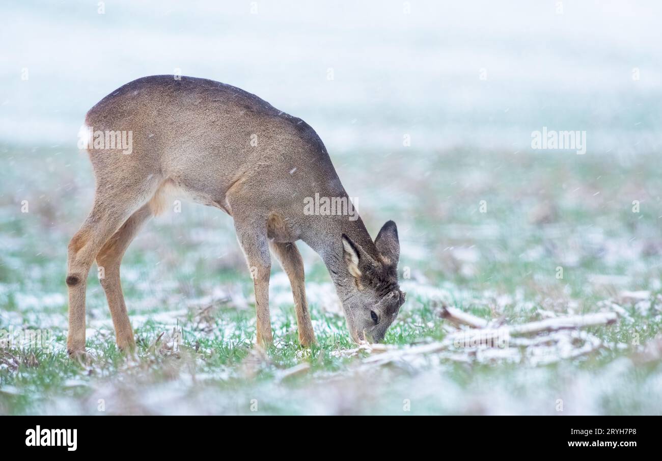 Young roe buck capreolus hi-res stock photography and images - Alamy