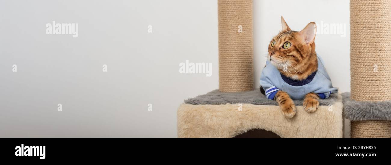 Bengal cat in clothes lies on a scratching post Stock Photo - Alamy
