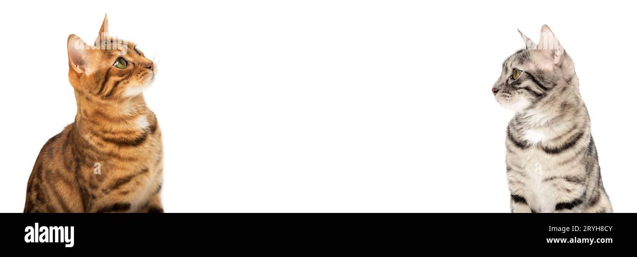 Front face grey cat Cut Out Stock Images & Pictures - Alamy