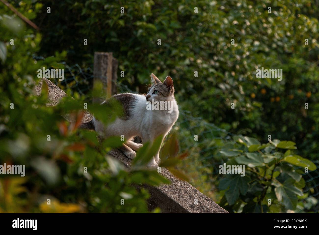 Stray cat looking into the distance in a green garden Stock Photo - Alamy