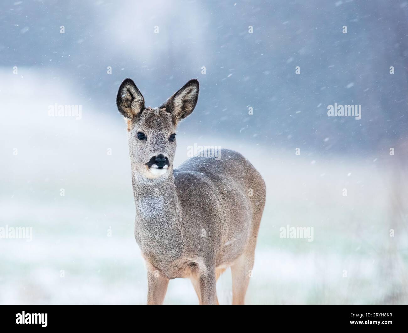 Young female roe deer hi-res stock photography and images - Alamy