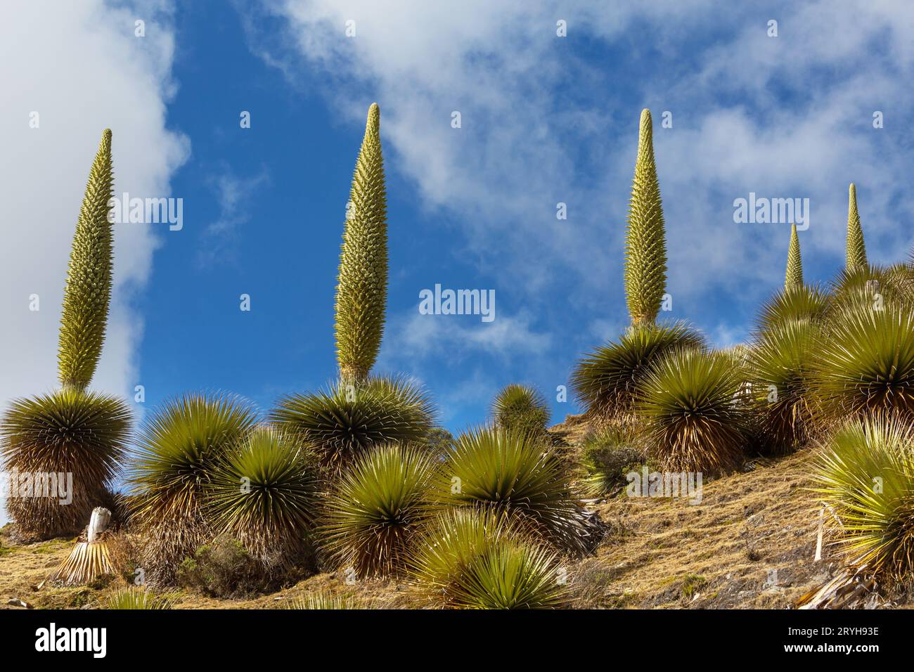 Puya Raimondii Plants high up in the Peruvian Andes, South America ...