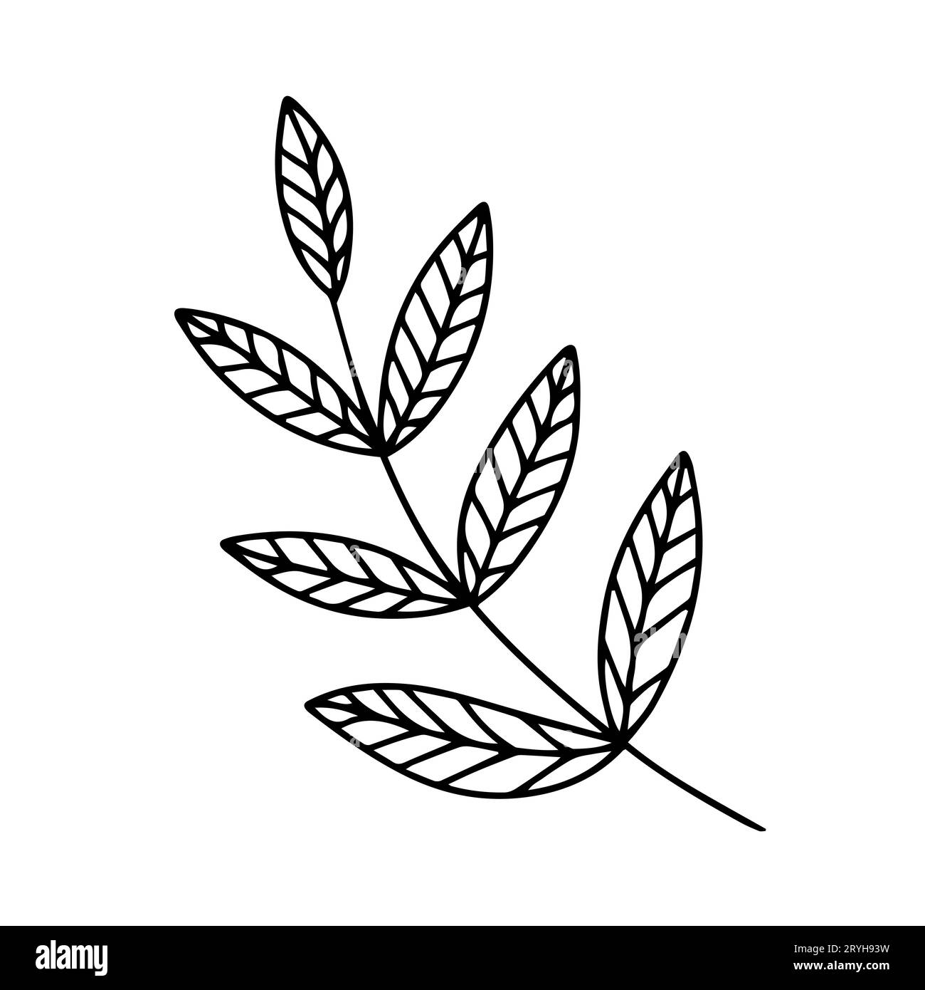 Branch mountain ash tree Black and White Stock Photos & Images - Alamy