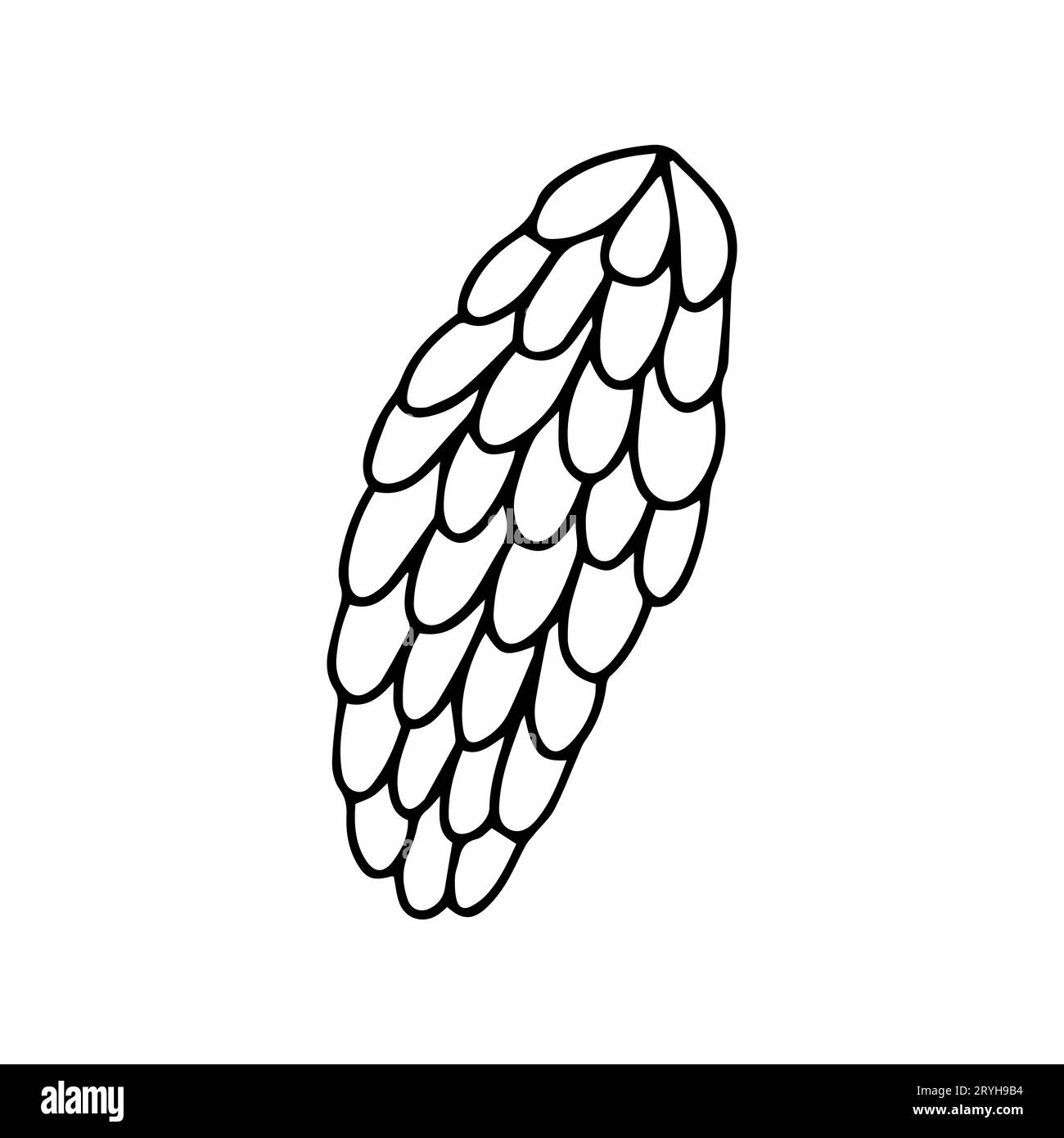 pine tree cone sketch Stock Vector Image & Art - Alamy