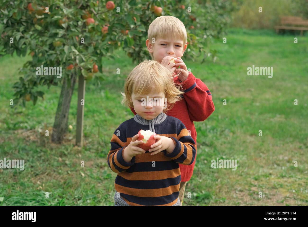 Two Young Children in the Apple Orchard before Harvesting. Small Kids ...