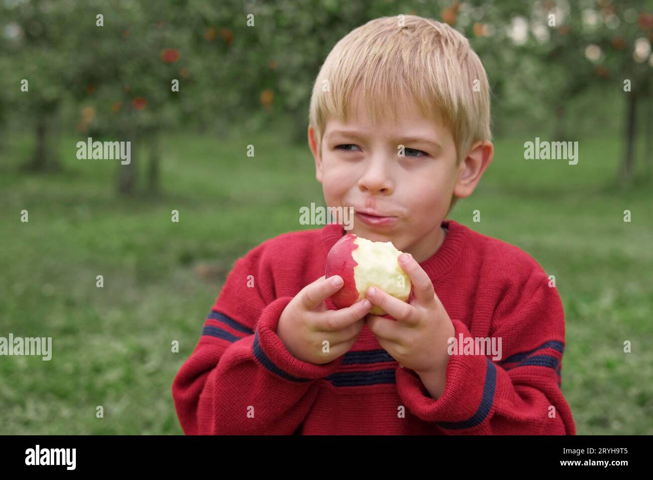 Young Child in the Apple Orchard before Harvesting. Small Toddler Boy ...
