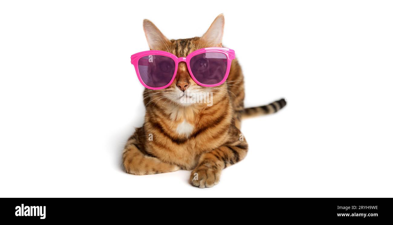 Funny ginger cat in Cut Out Stock Images & Pictures - Alamy
