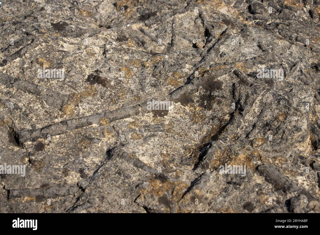 Stems of Crinoids, or Sea Lilies, formed dense beds of ossicles when ...