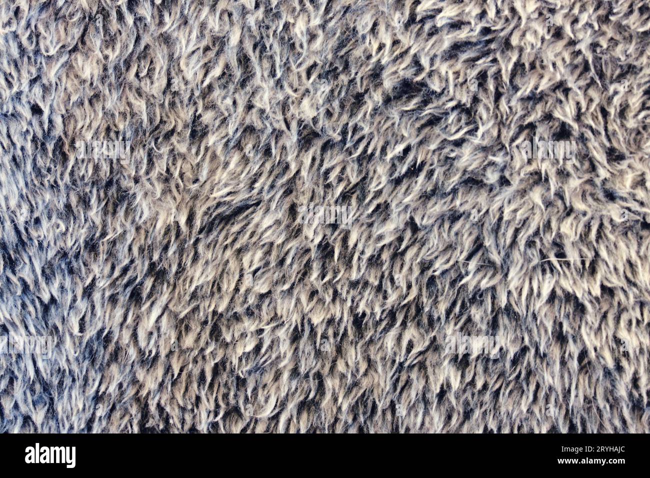 Texture of gray soft sheep wool with white hairs, background Stock ...