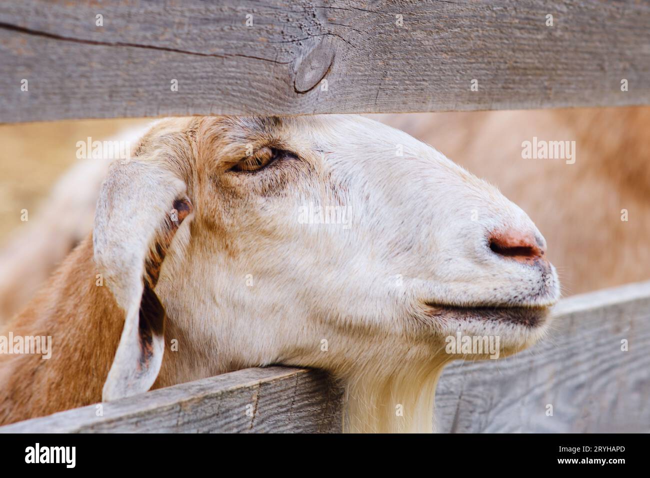 One goat's head is sticking out of the stall, looking curiously at the ...