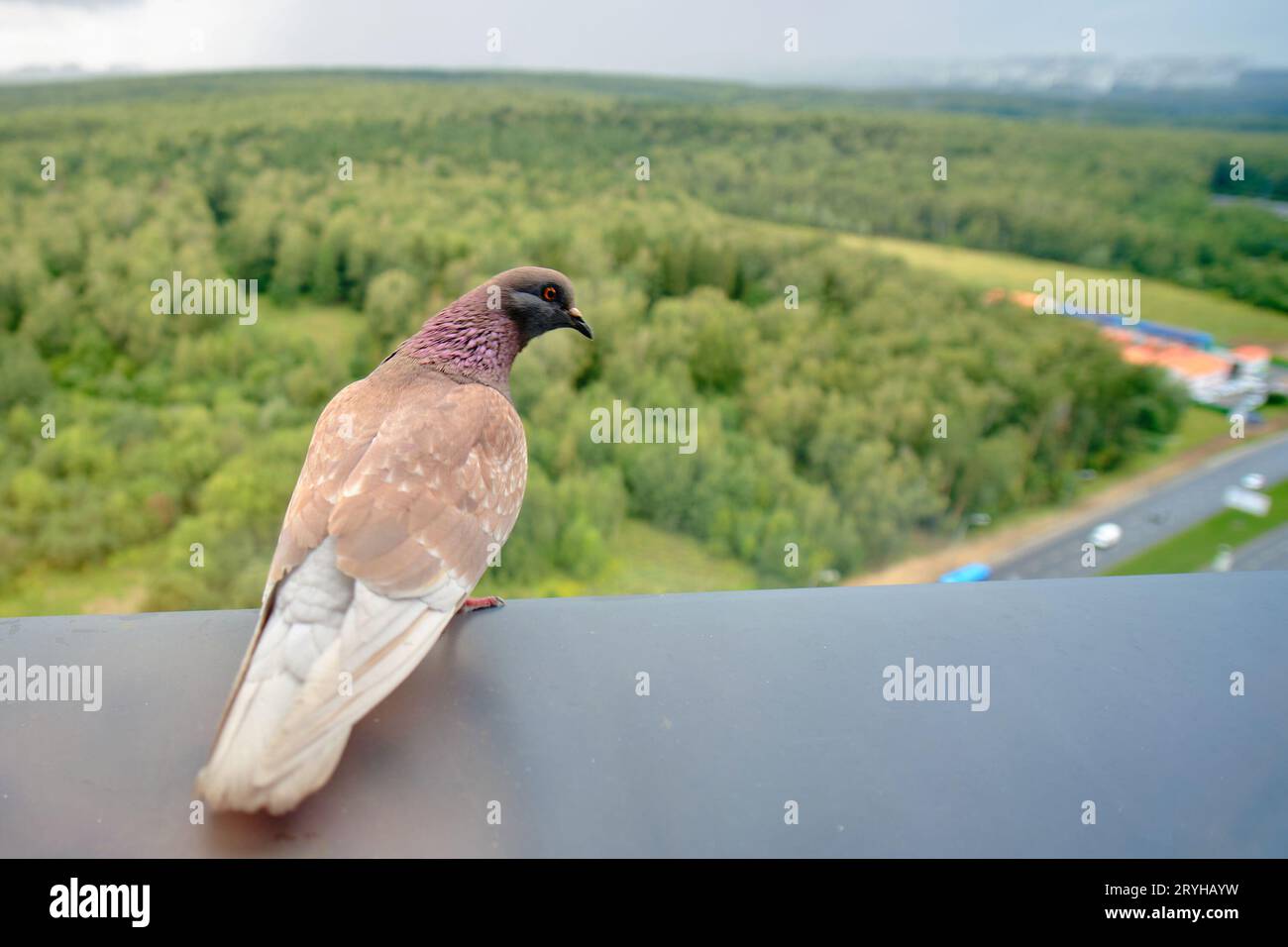 A pigeon is sitting on the window sill of a high-rise multi-storey ...