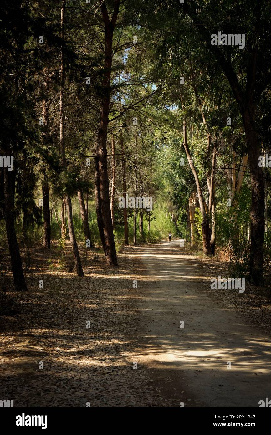 Unrecognised person walking in the park. Healthy lifestyle. People ...