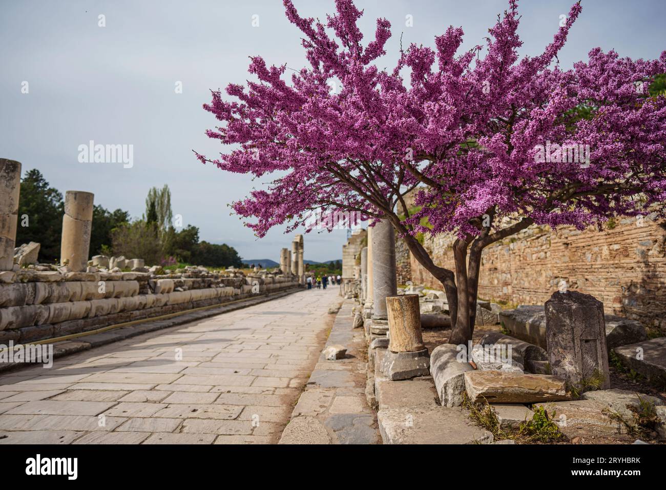 Color image of a blossom tree among some antique ruins Stock Photo - Alamy