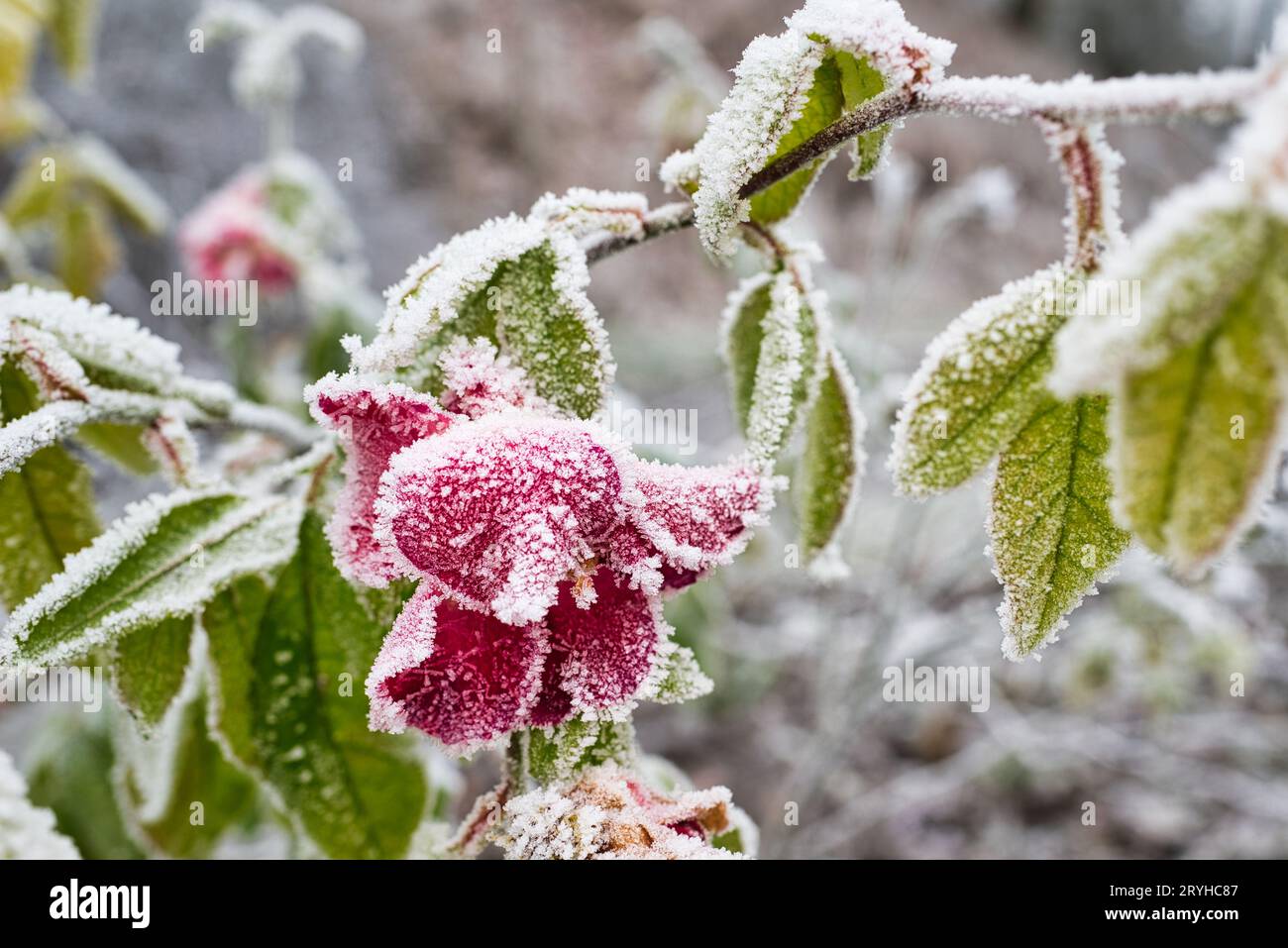 Red roses in the snow hi-res stock photography and images - Alamy