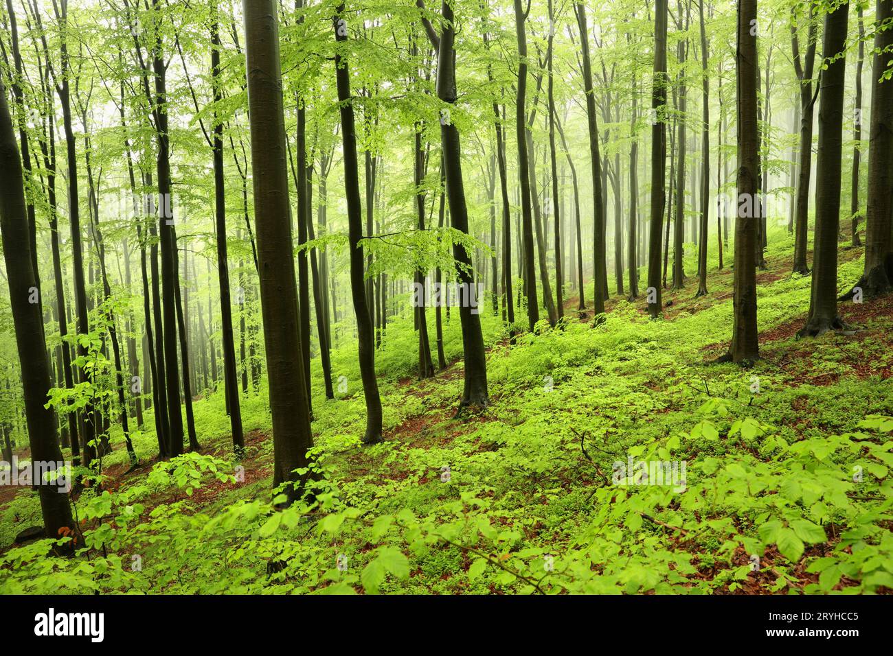 Oak trees with spring foliage hi-res stock photography and images - Alamy