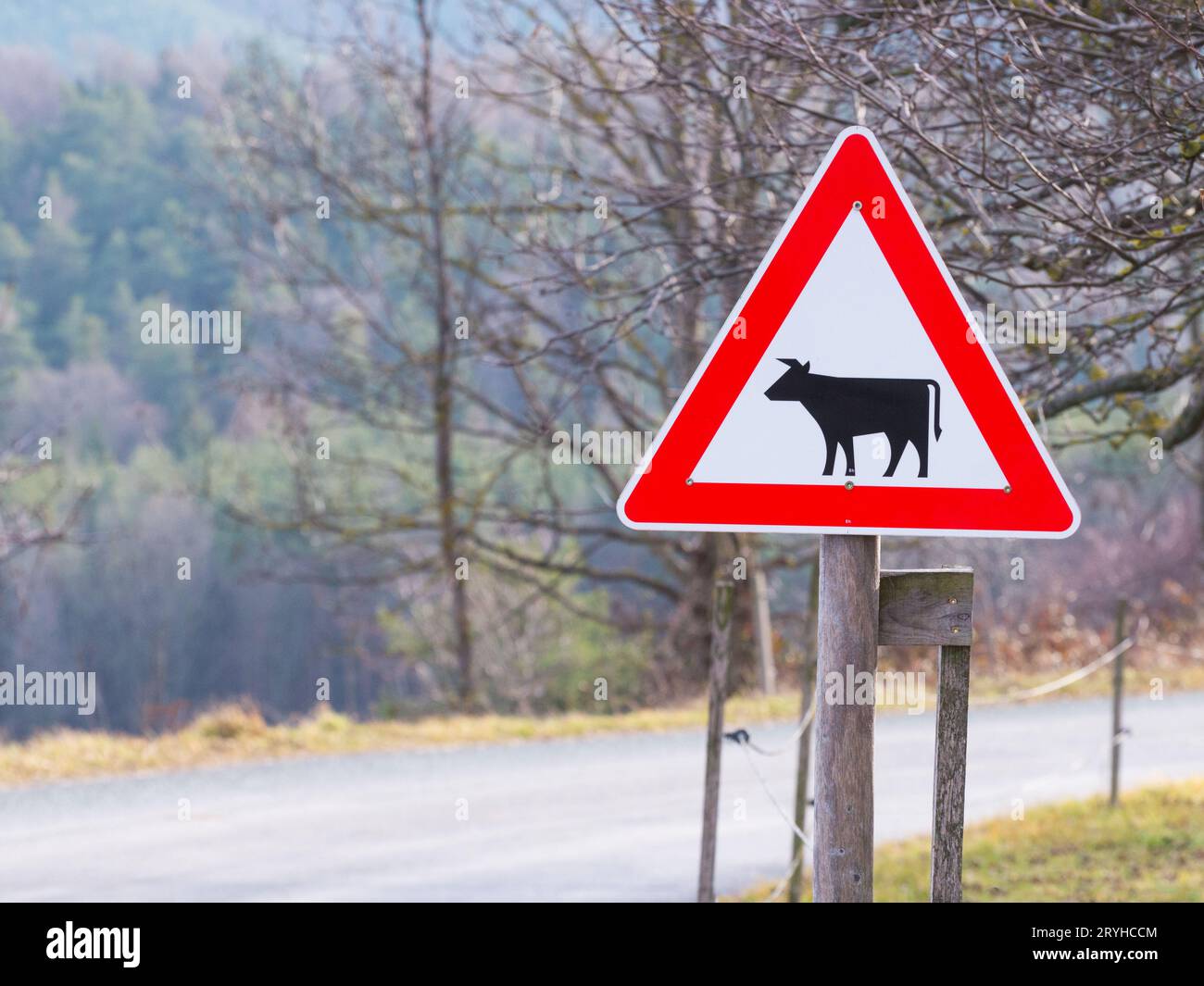 Cattle crossing warning road sign. Vector illustration of cow caution ...