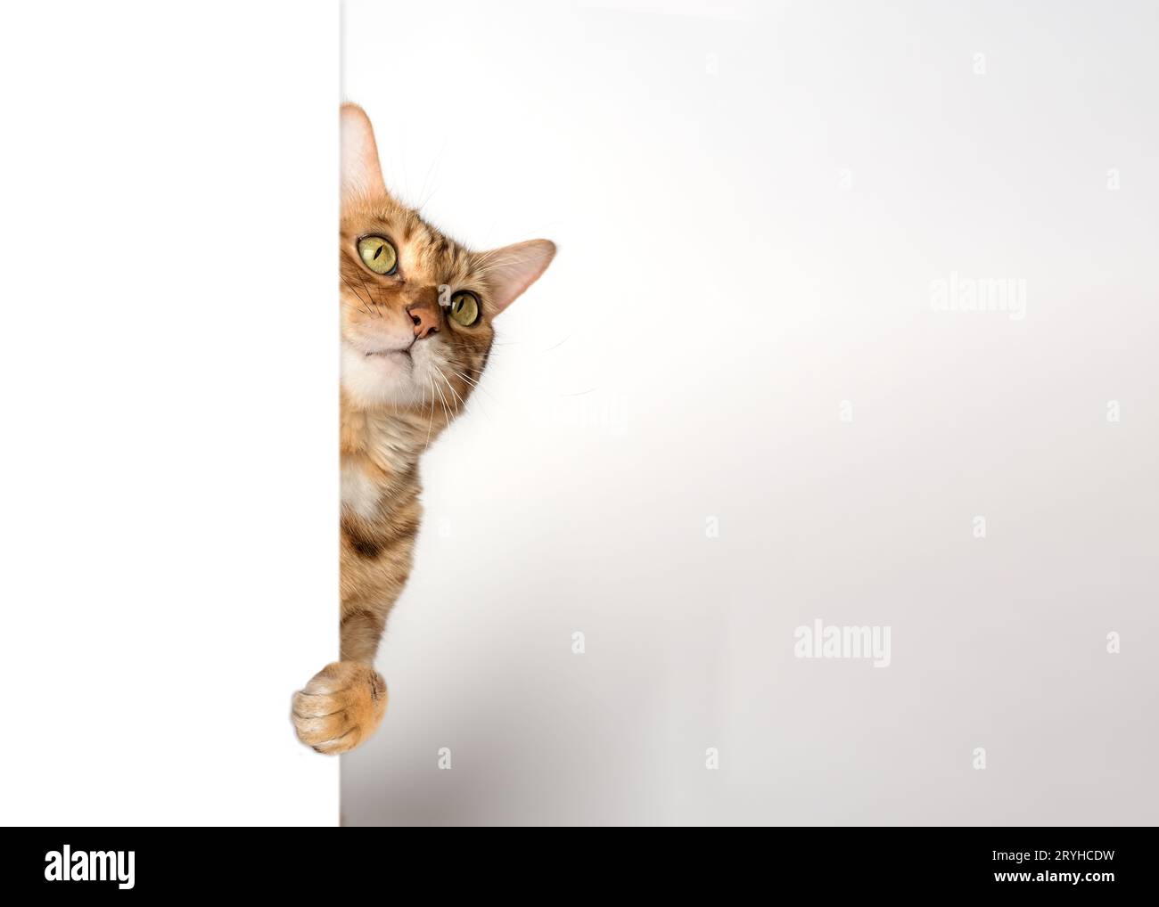 Funny cat peeks out from behind the wall Stock Photo - Alamy