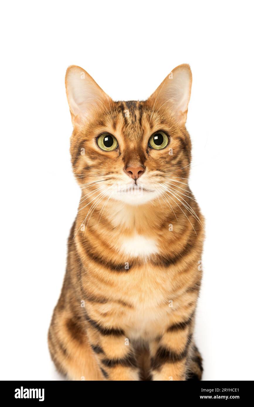 Studio shooting of Bengal cats, white background Stock Photo - Alamy