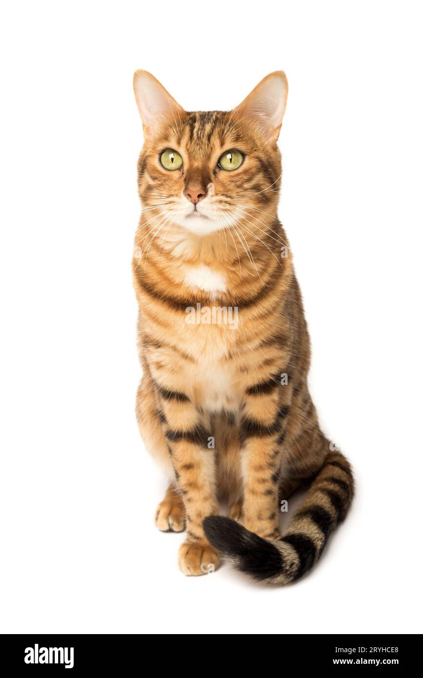 Black orange white cat hi-res stock photography and images - Alamy