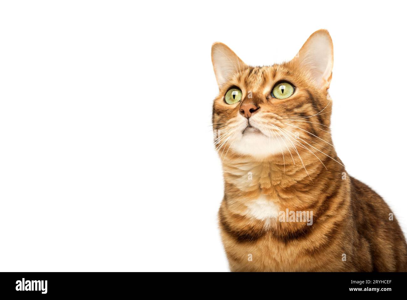 The head of a Bengal cat looking up with interest Stock Photo - Alamy