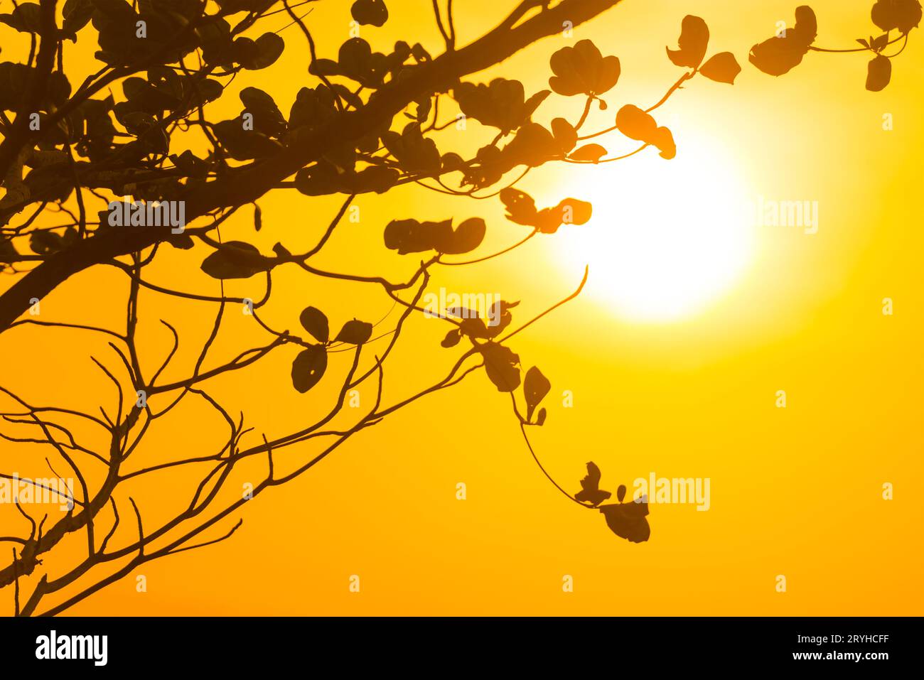 Sun rays through tree branch hi-res stock photography and images - Alamy