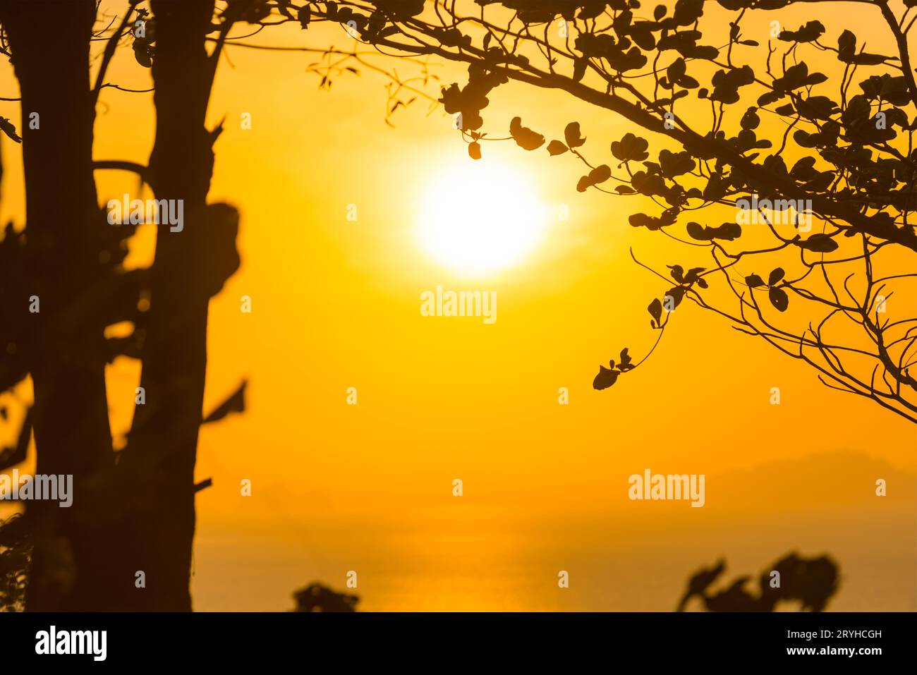 Silhouette tropical forest branches hi-res stock photography and images ...