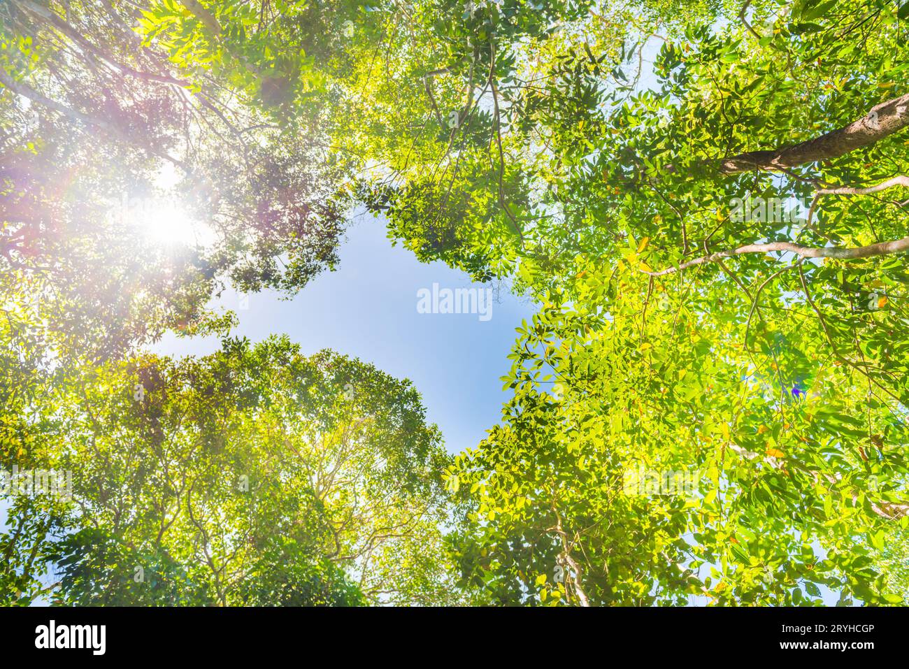 Green trees tree forest hi-res stock photography and images - Alamy