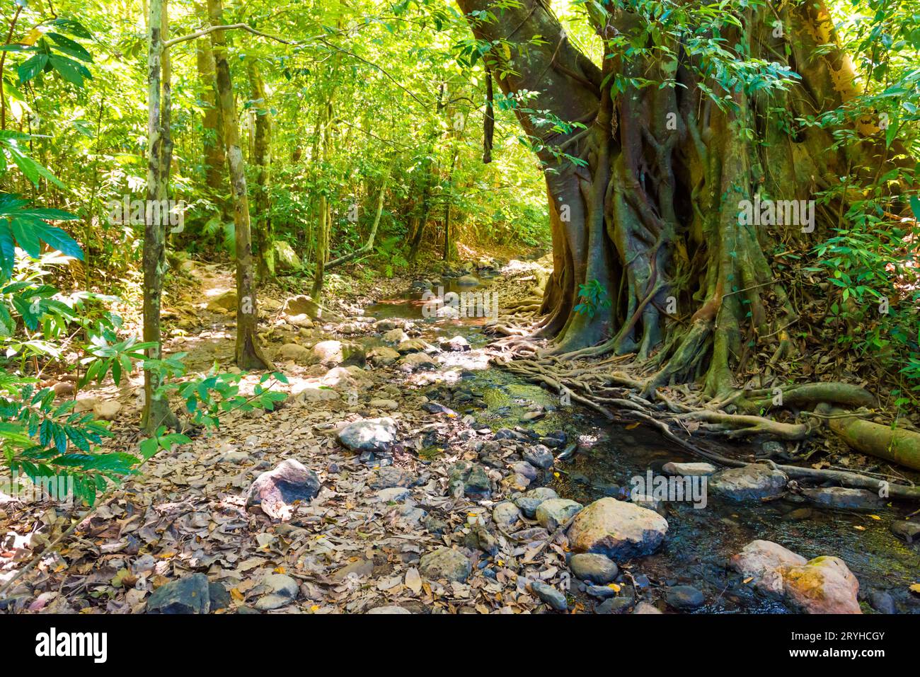 Green jungle environment hi-res stock photography and images - Alamy