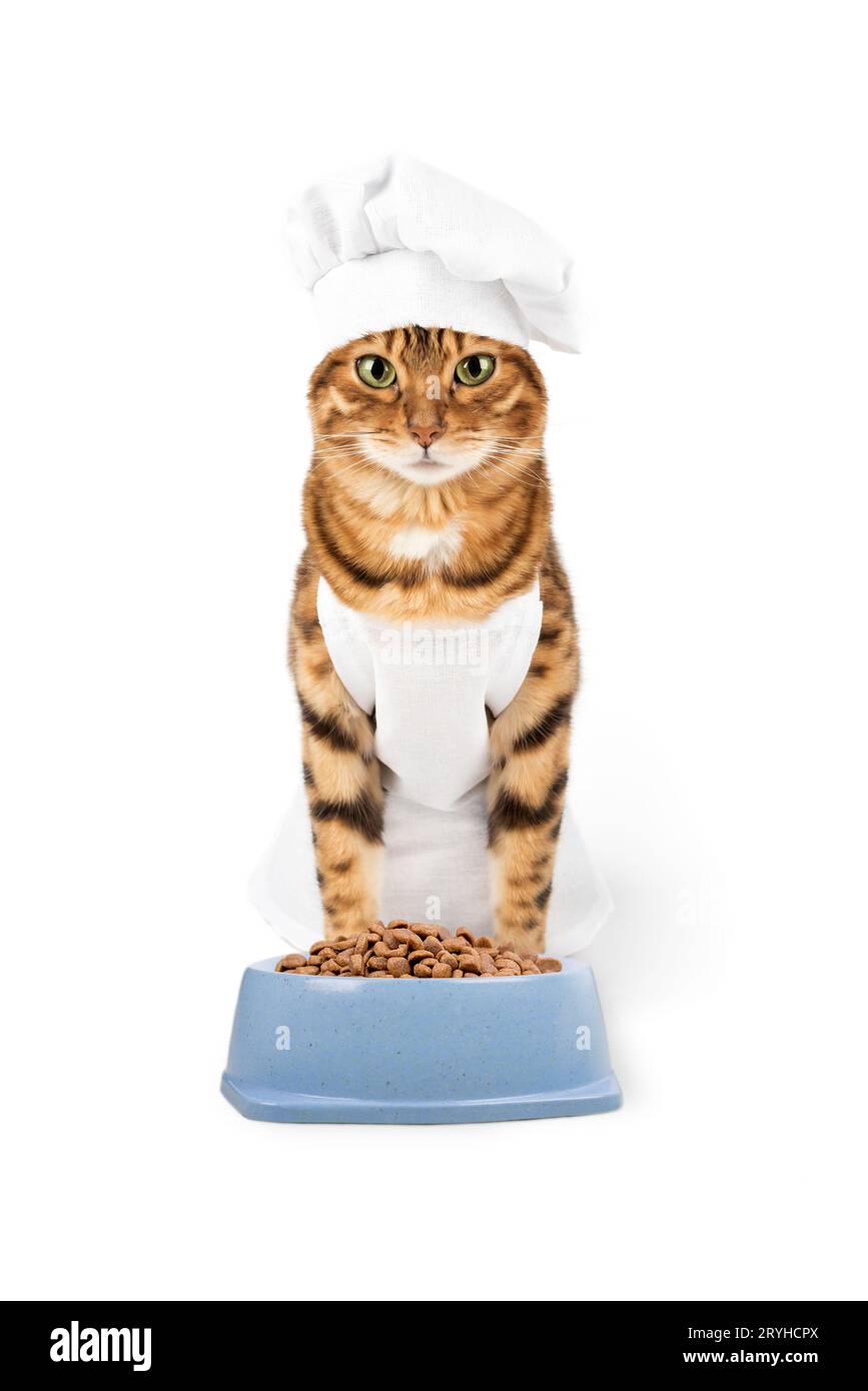 Funny cat in a chefs hat with pet food Stock Photo - Alamy
