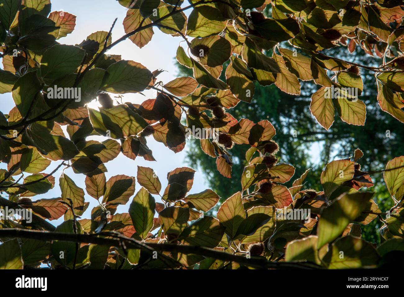 European beech or common beech (Fagus sylvatica) red leaves. Backlit ...