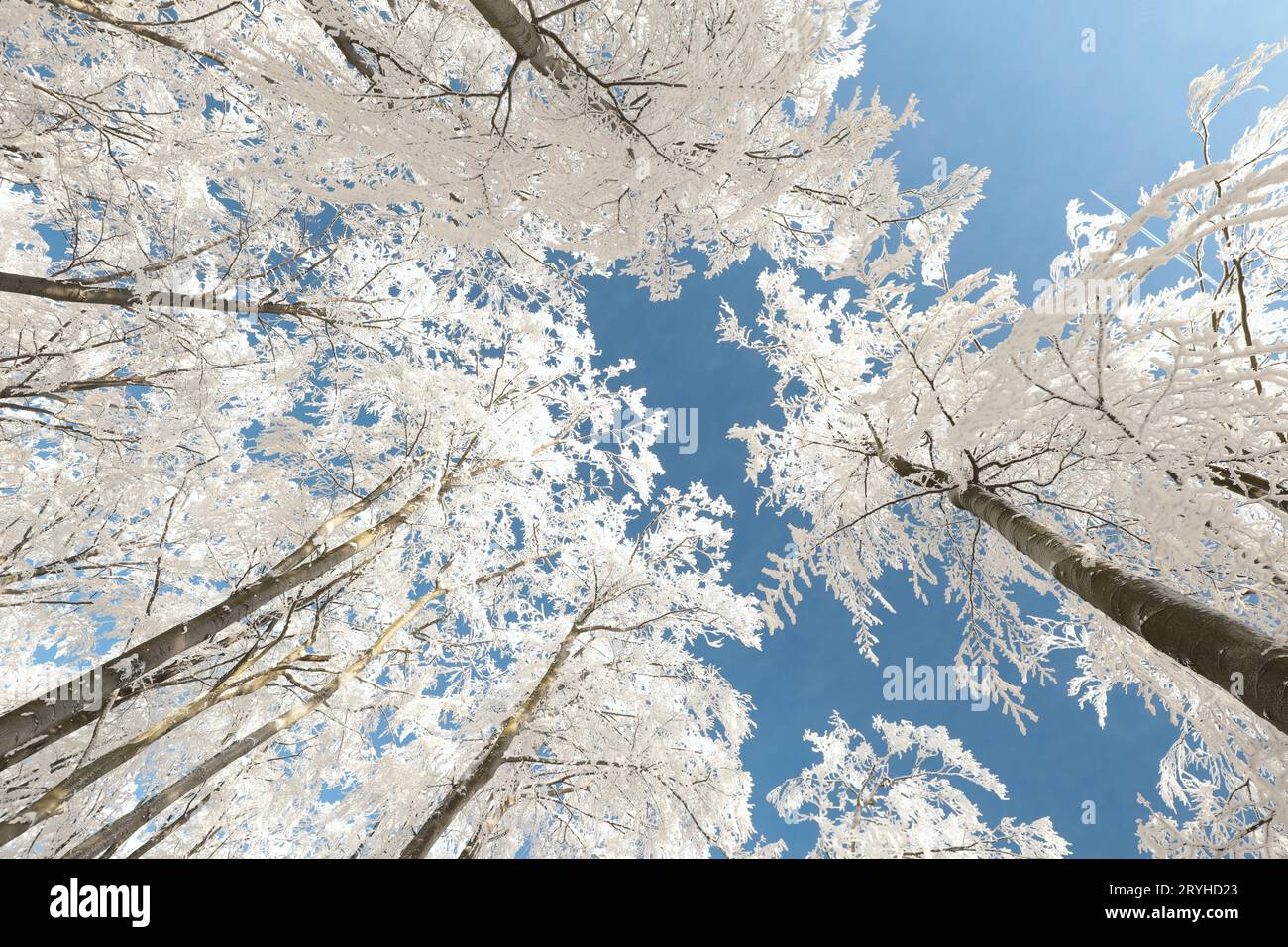 Silver beech forest hi-res stock photography and images - Alamy