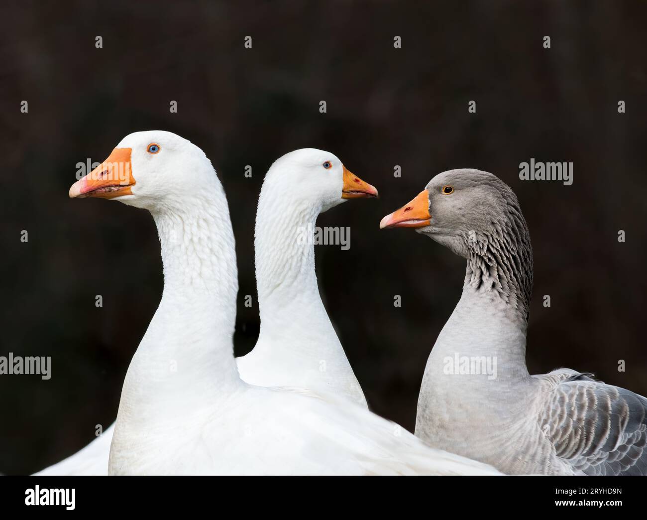 Black geese hi-res stock photography and images - Alamy