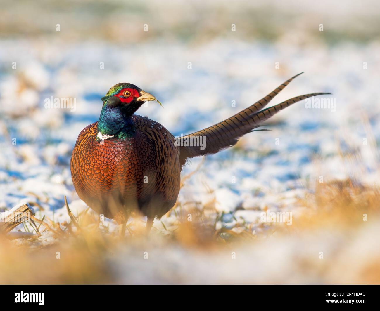 Close up photo of Common Pheasant, Phasianus colchicus on snow in sunny ...