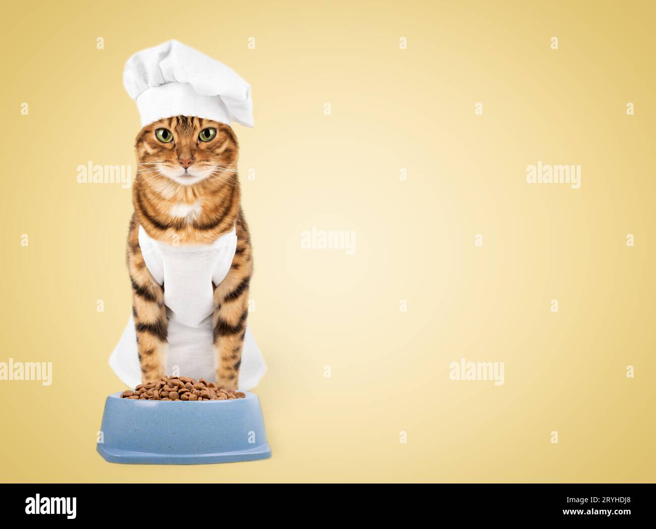 Funny cat in a chefs hat with pet food Stock Photo - Alamy