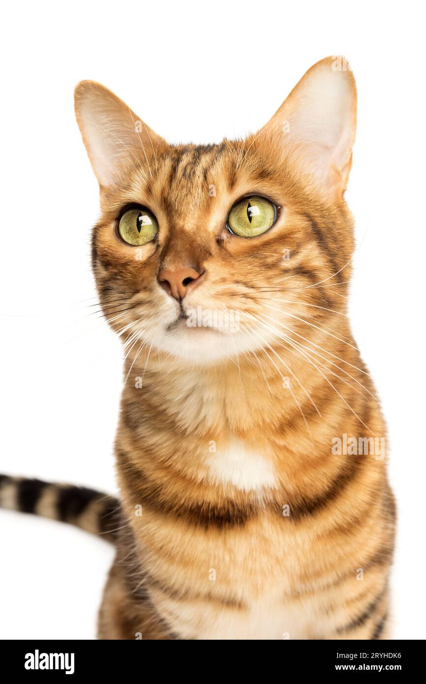 Studio shooting of Bengal cats, white background Stock Photo - Alamy