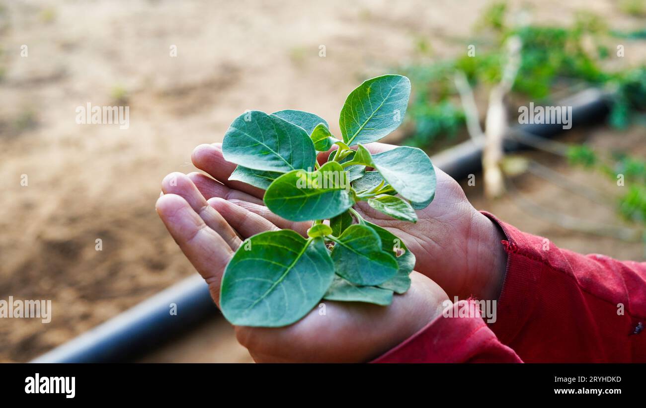 Ashwagandha Medicinal Herb in a human hand with Fresh Green Leaves ...