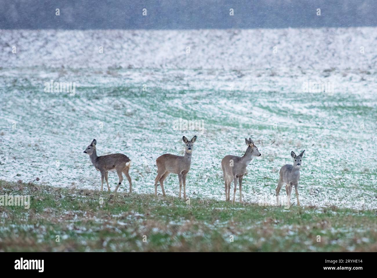 A group of roe deer hi-res stock photography and images - Alamy