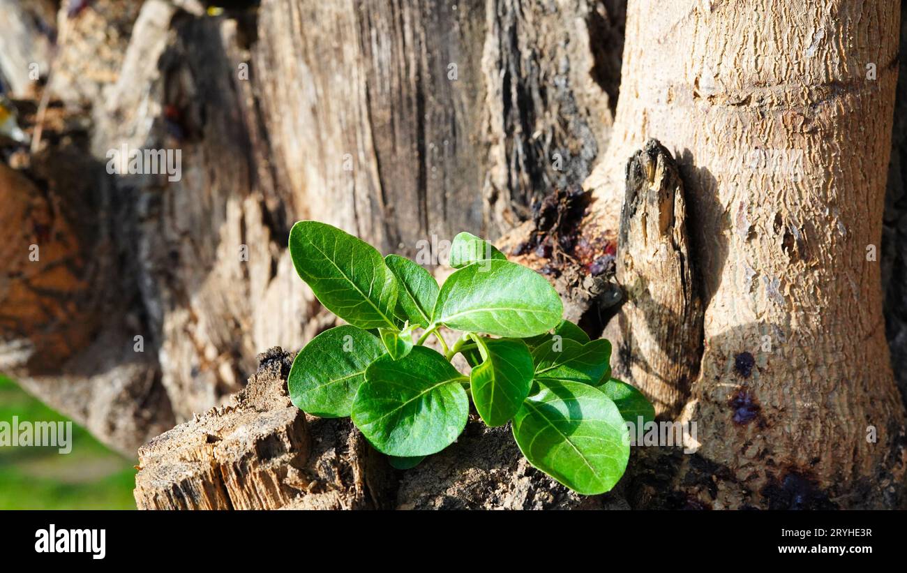 Ashwagandha Medicinal Herb growing into a tree branch with Fresh Green ...