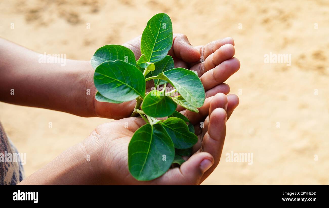 Ashwagandha Medicinal Herb in a little kids hand with Fresh Green ...