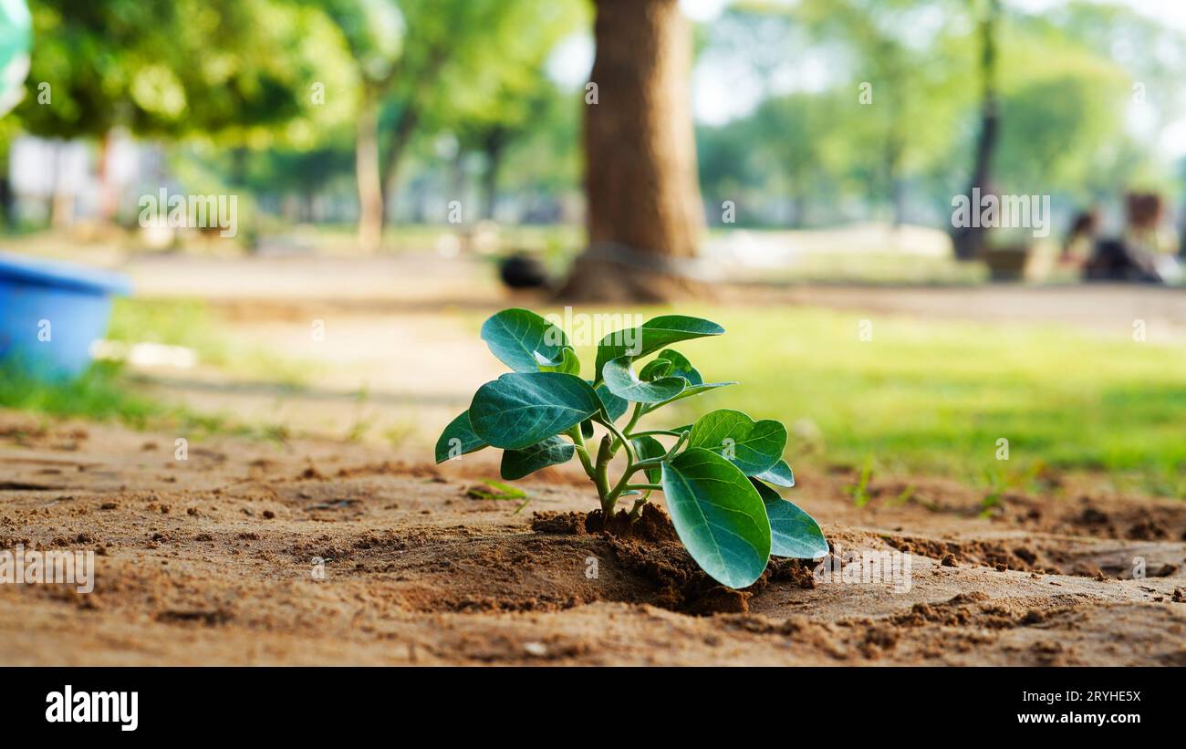 Ashwagandha plant growing in a fresh soil at agriculture land with ...