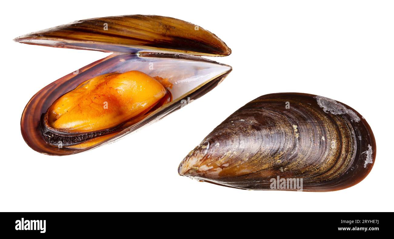 Fresh and cooked mussel isolated on white background Stock Photo - Alamy