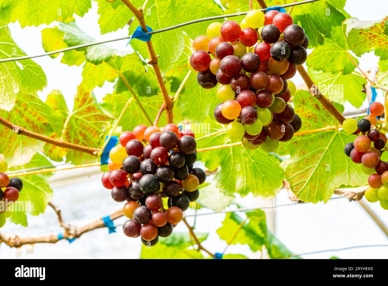 Closeup view bunches of colorful growing grapes hanging on branches of ...