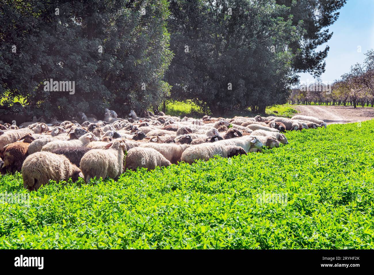 Israel field sheep hi-res stock photography and images - Alamy